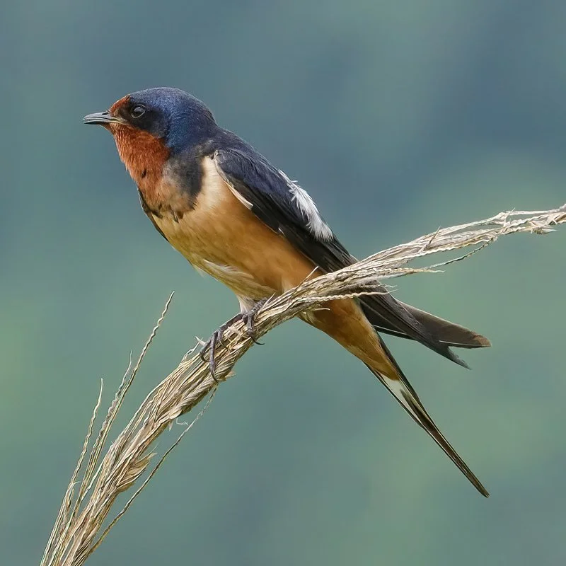 Barn Swallow — Virginia Society of Ornithology