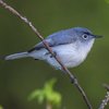 Blue-gray Gnatcatcher — Virginia Society of Ornithology