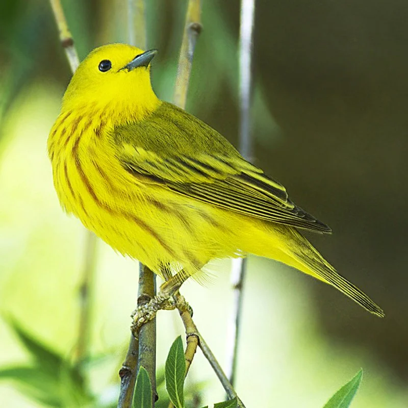 Yellow Warbler — Virginia Society of Ornithology