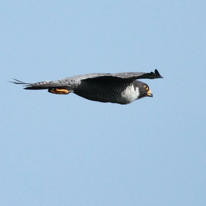 Peregrine Falcon — Virginia Society of Ornithology