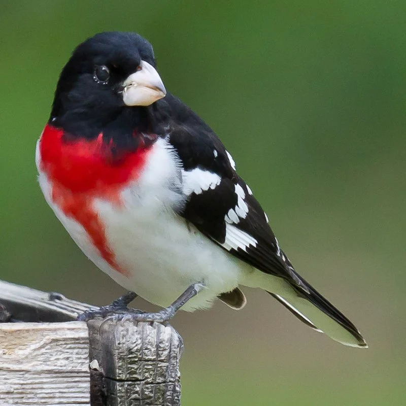 Rose-breasted Grosbeak — Virginia Society of Ornithology