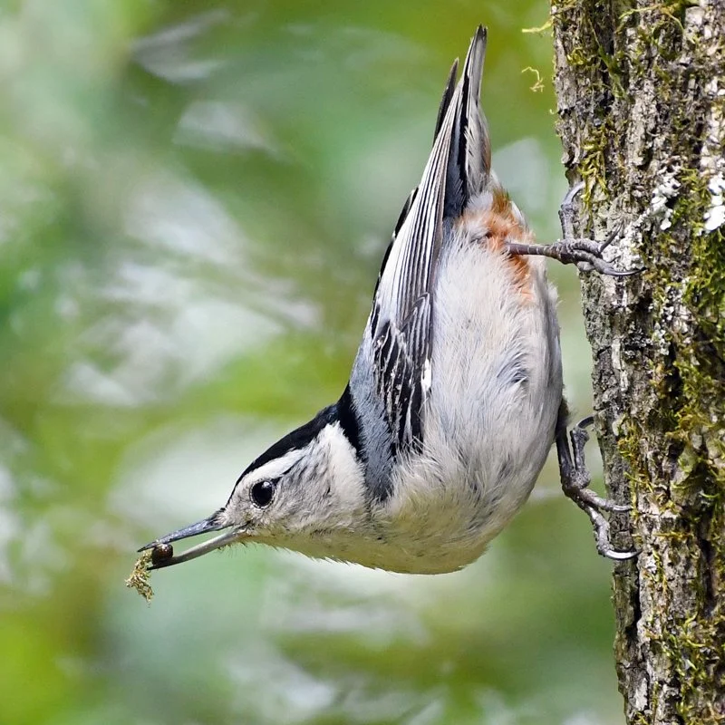 White-breasted Nuthatch — Virginia Society of Ornithology