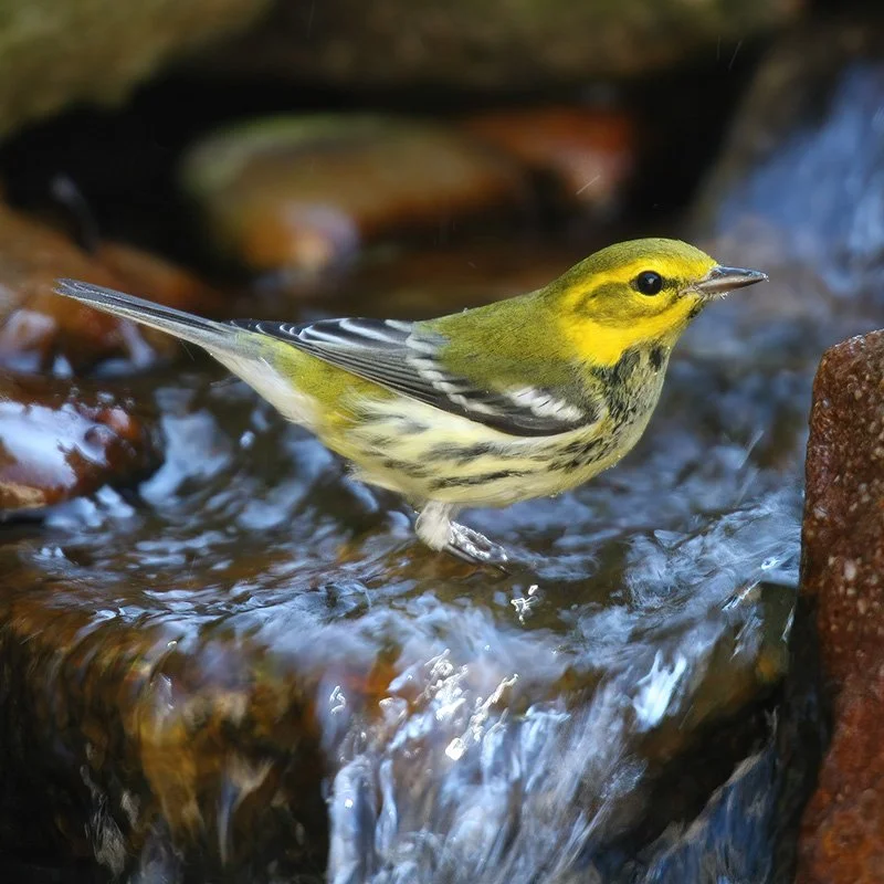 Black-throated Green Warbler — Virginia Society of Ornithology
