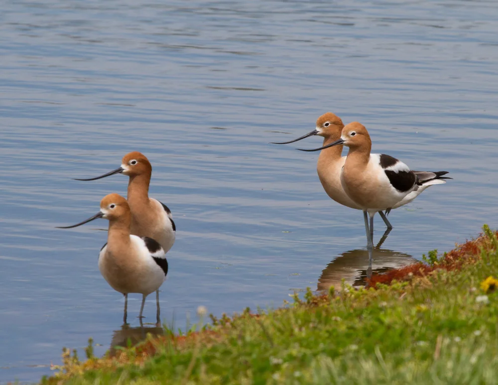 Resources and Education Virginia Society of Ornithology