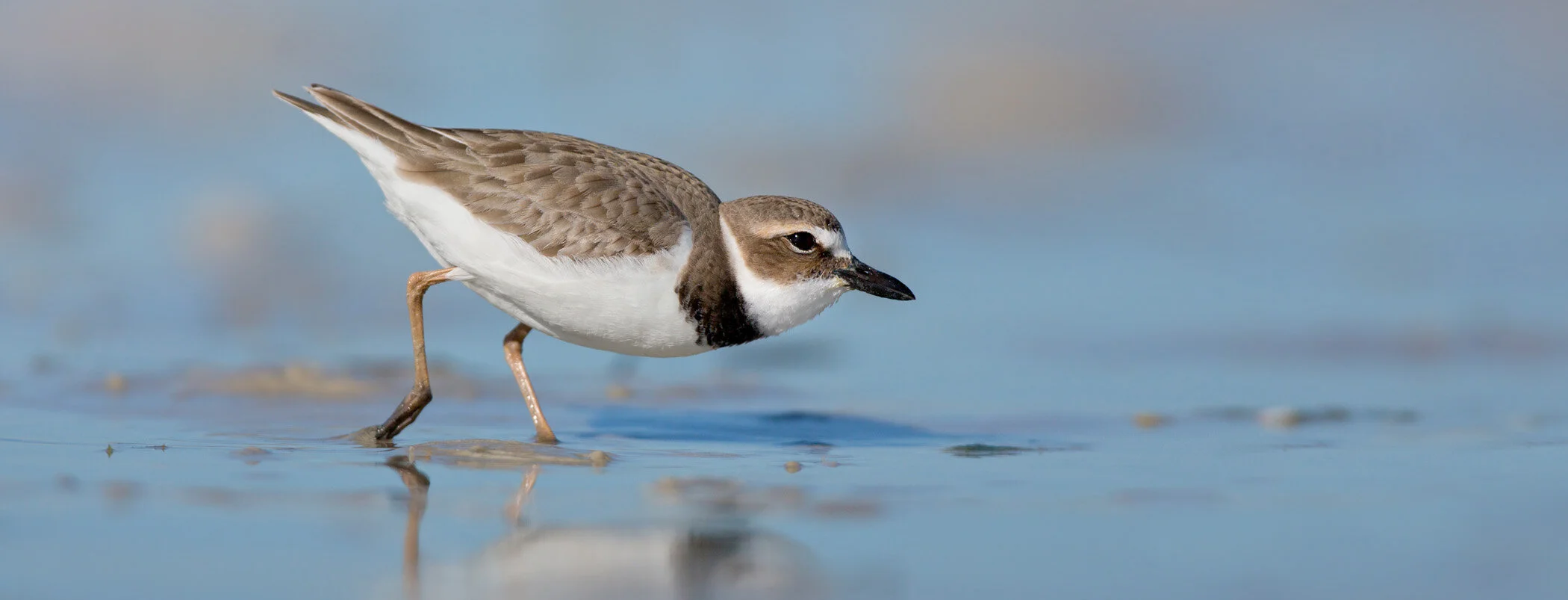 Support Us! Virginia Society of Ornithology