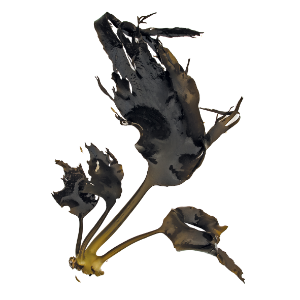 The Seaweeds — Love Rimurimu