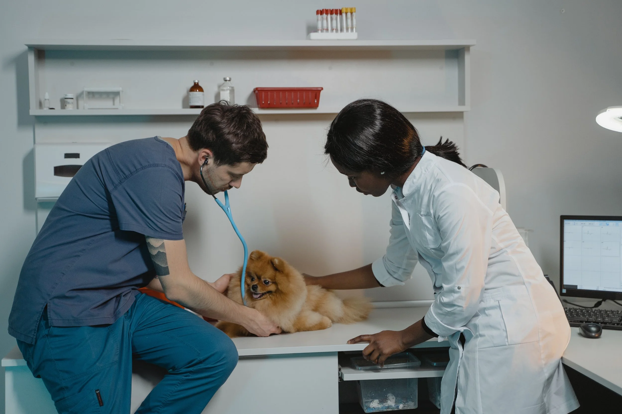 Embracing Spectrum of Care To Promote Early-Career Veterinary Wellbeing ...