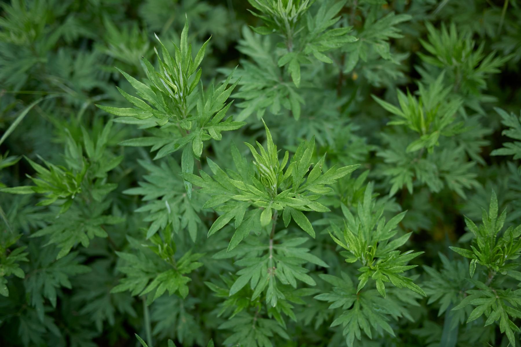 The Healing Effects of Moxibustion in Acupuncture — Dr Jen Acupuncture ...