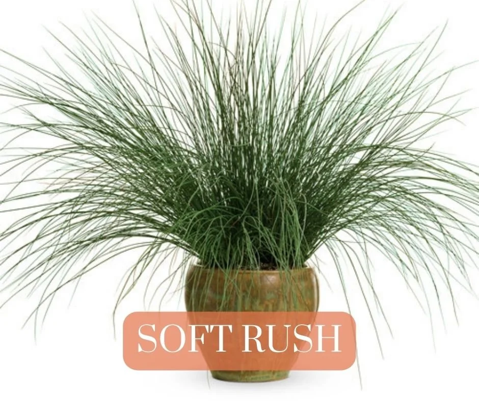 Fall Annuals — Roanoke Landscapes