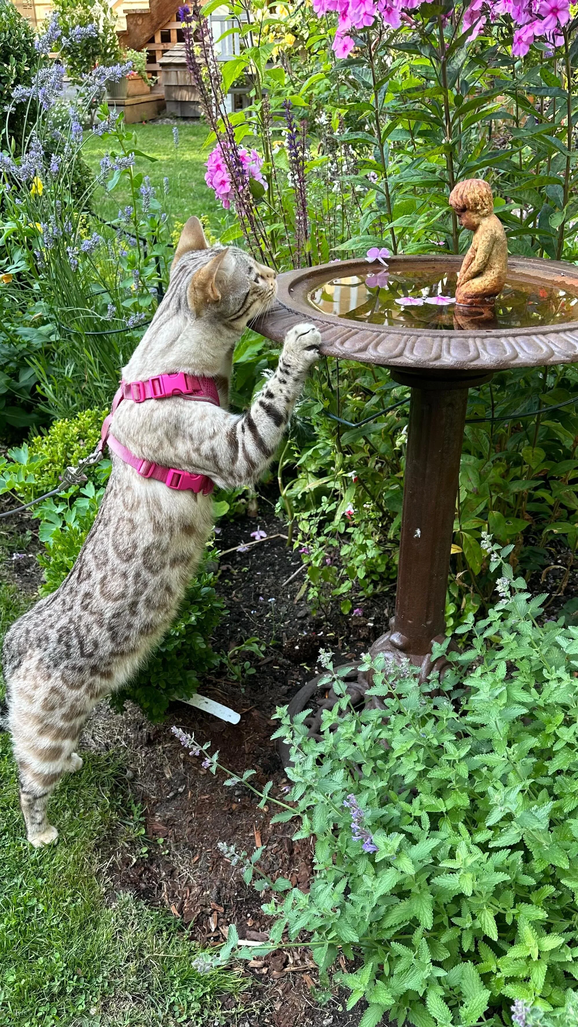 Sixtee is the new Fortee