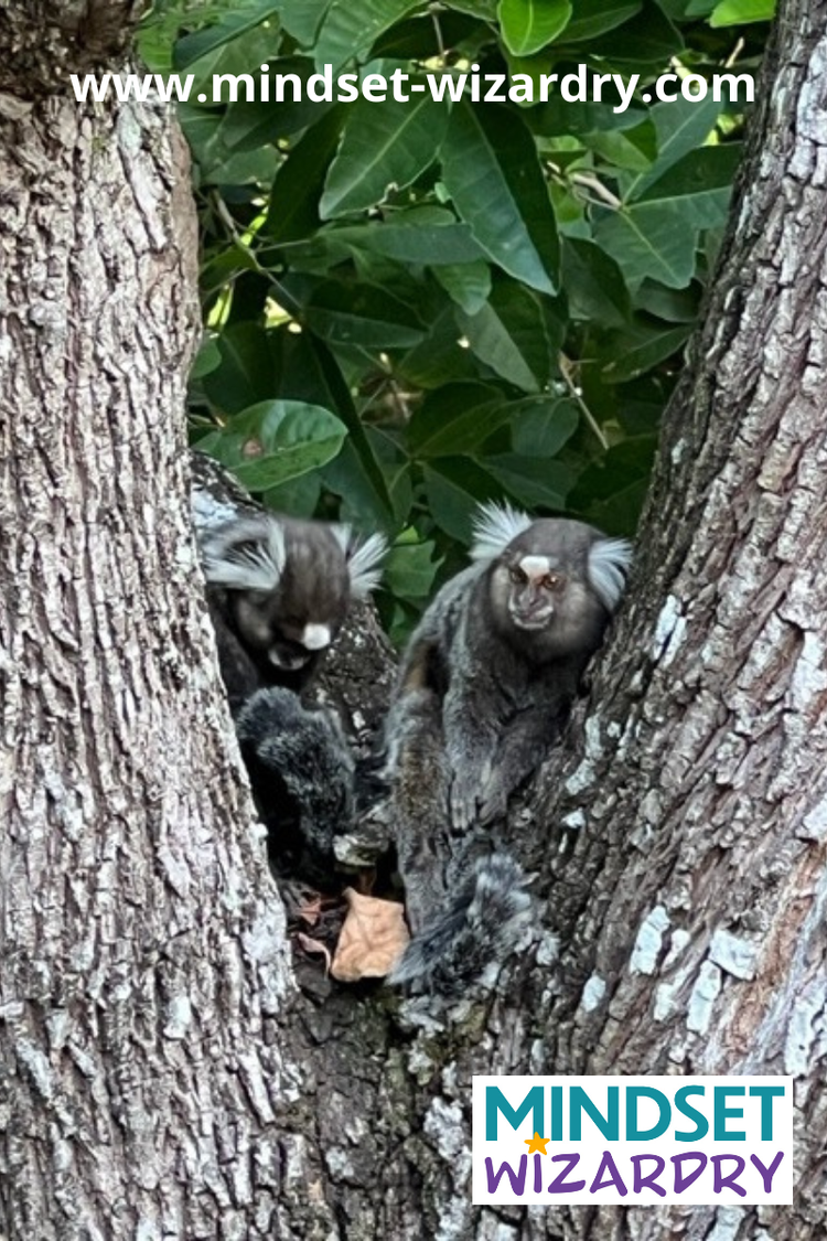 Blog — Mindset-Wizardry.com
