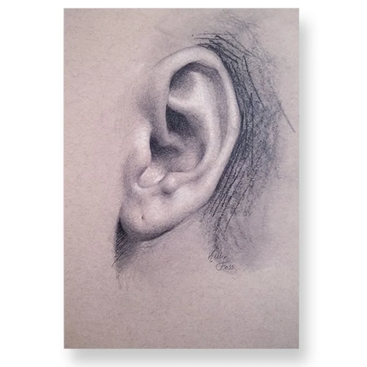 Pencil Drawings Of Ears