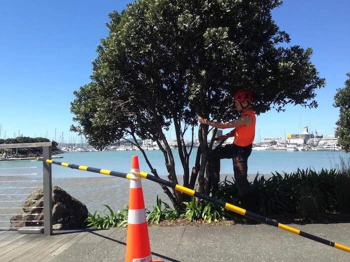 Expert Arborist - Tree Surgeon, Care, Work Services - Auckland, NZ