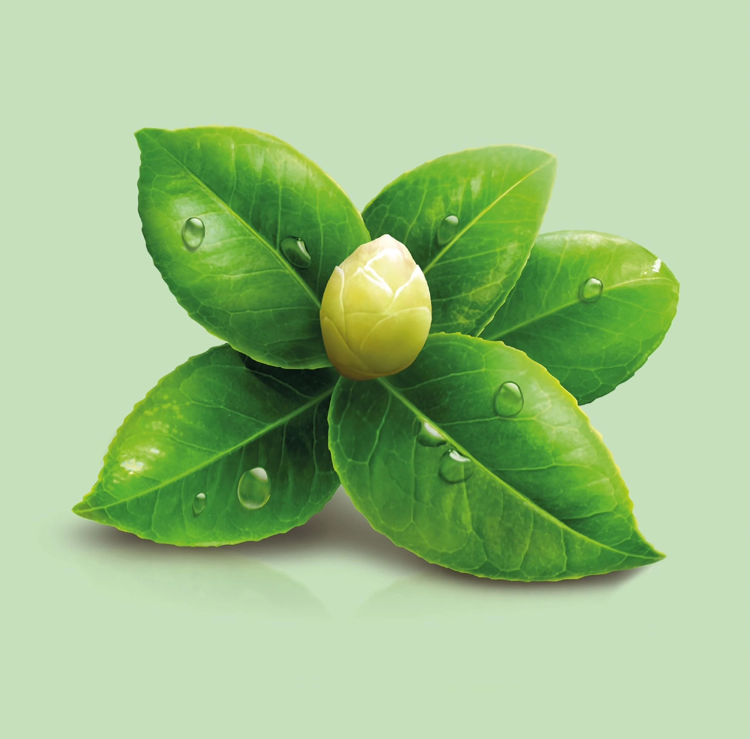 Morning Fresh — Brand Society