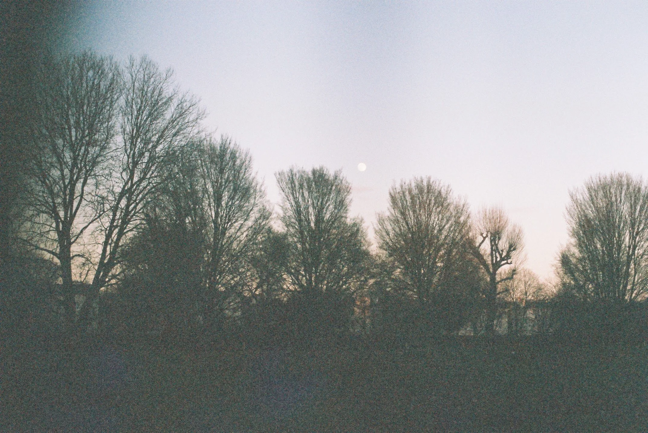 Indie Forest Tumblr Background