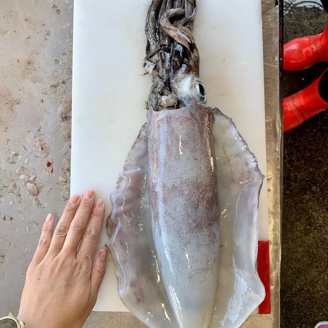 9/100 Bigfin reef squid/ aori ikaアオリイカ🐟 — Mayuko's Little Kitchen ...