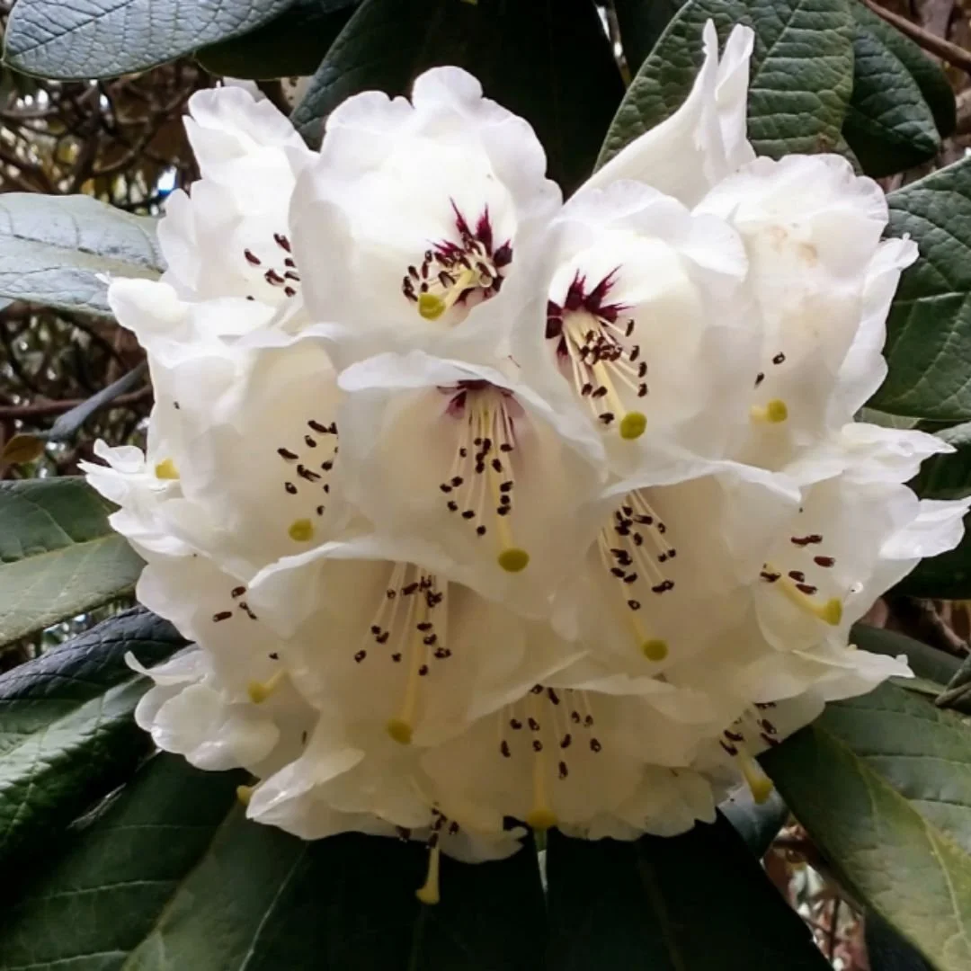 Rhododendron Celebration | Leonardslee Gardens