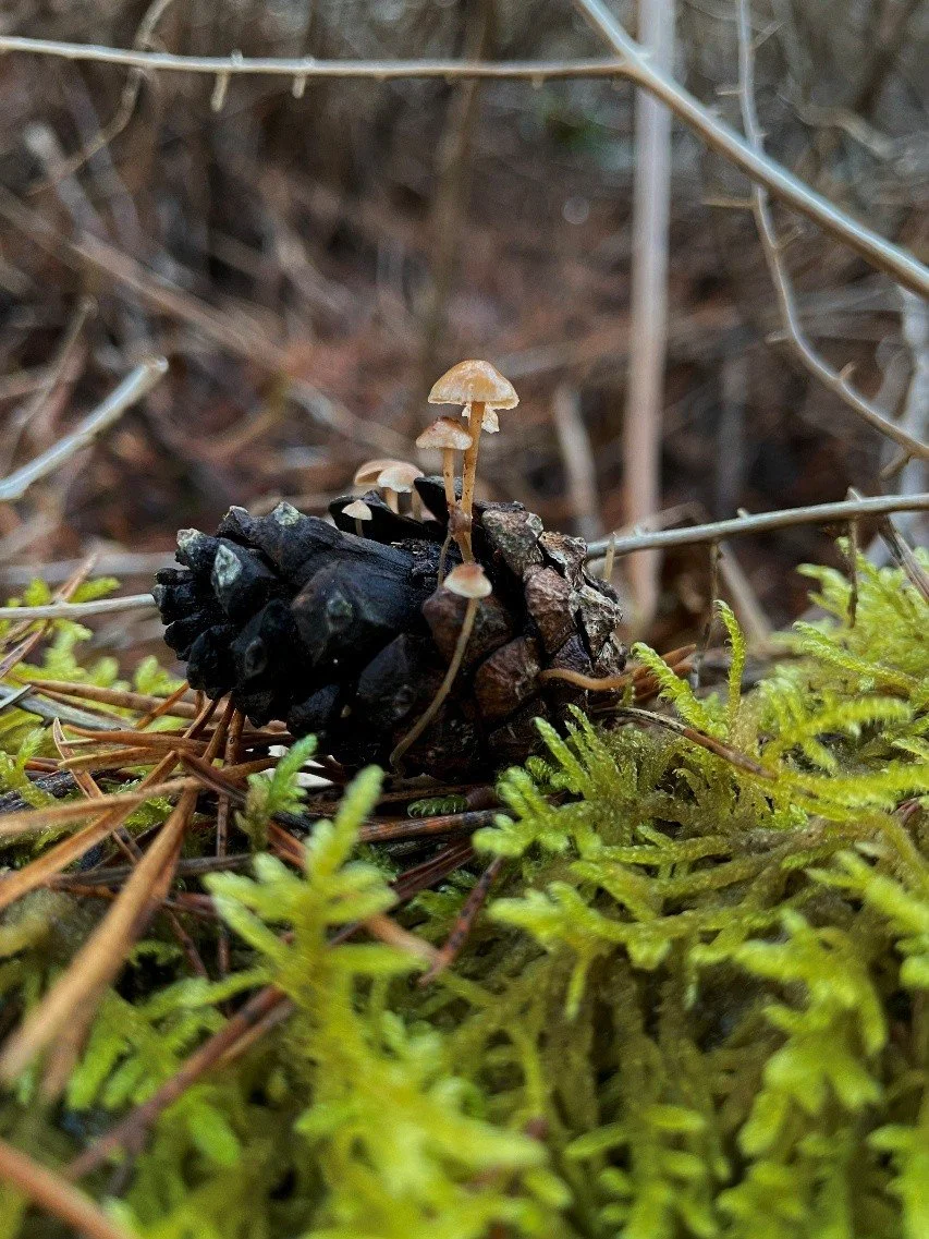 The Weird and Wonderful World of Fungi at Leonardslee | Leonardslee Gardens
