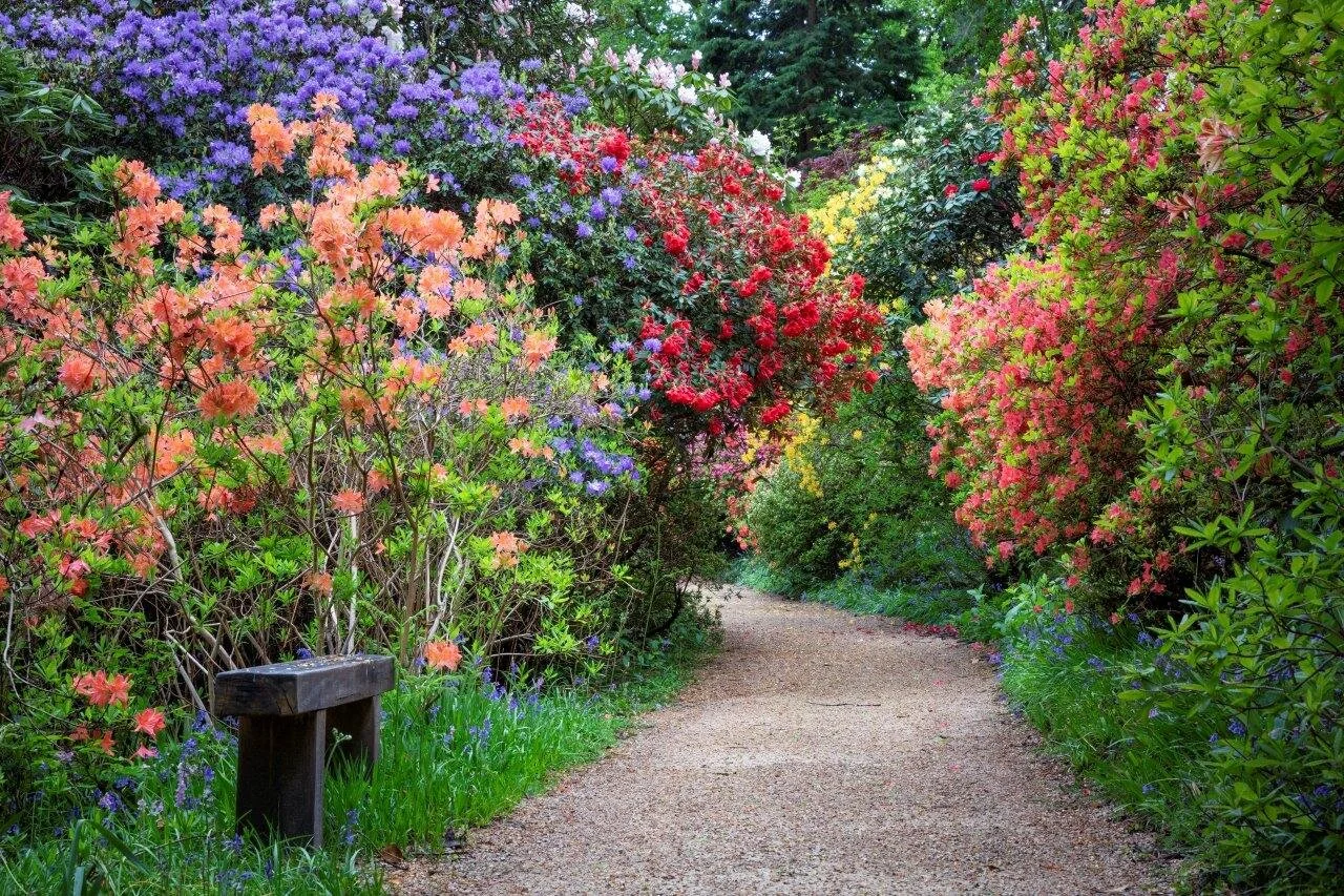 Experience Spring | Leonardslee Gardens