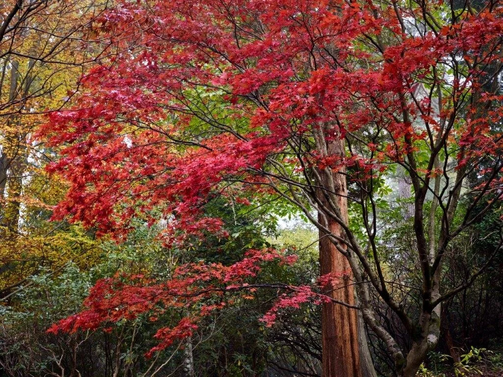 Experience Autumn | Leonardslee Gardens