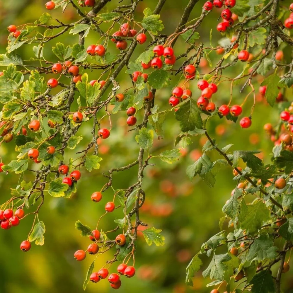 Experience Autumn | Leonardslee Gardens