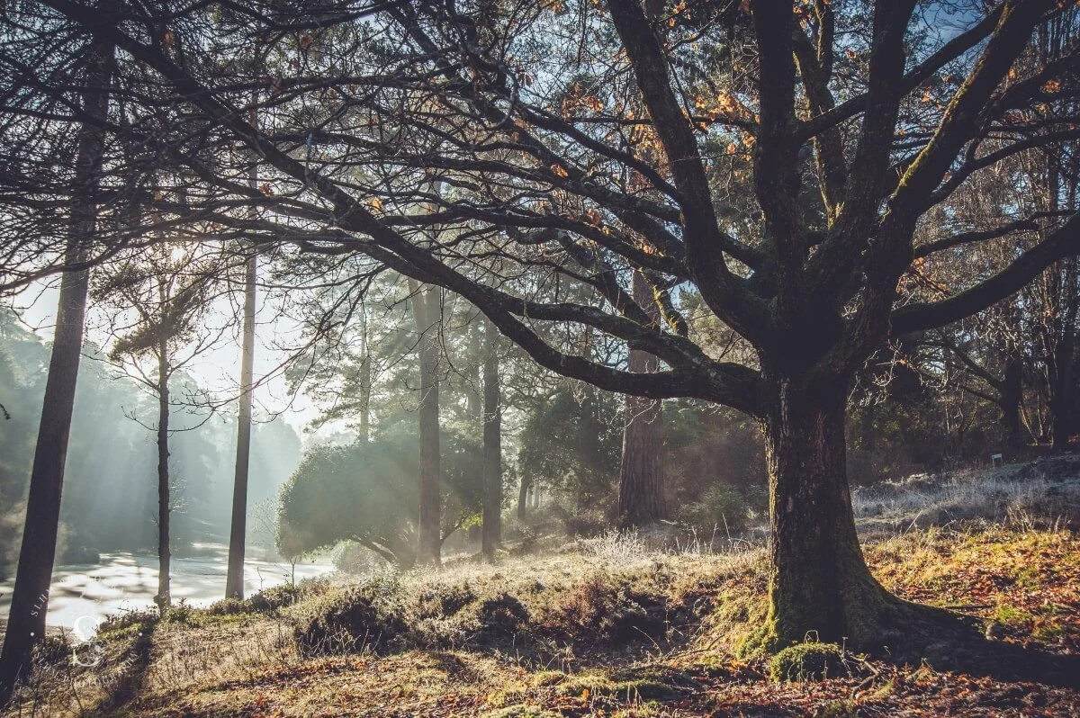 Winter Forest Bathing | Leonardslee Gardens