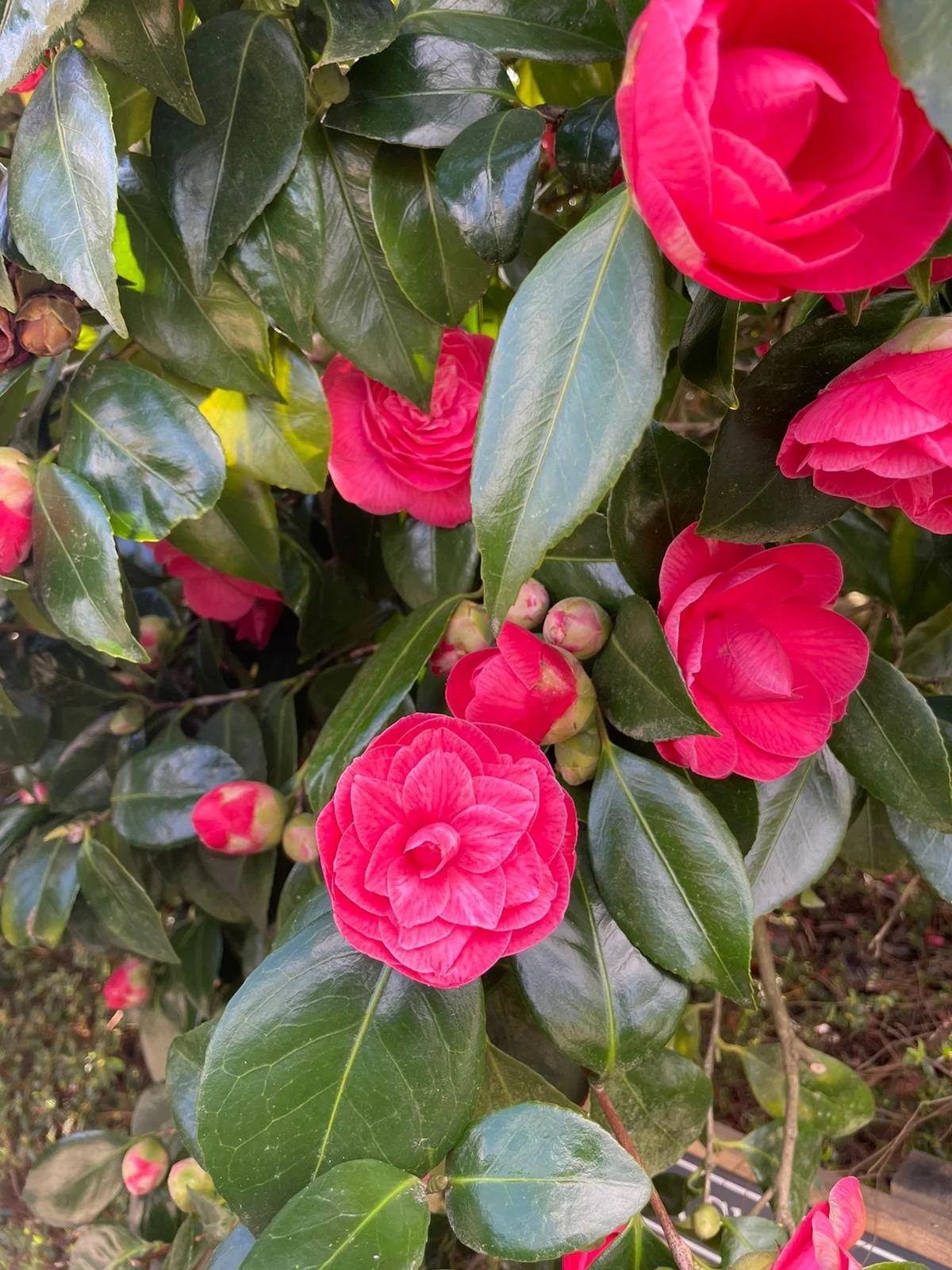 Spring Photography Competition | Leonardslee Gardens