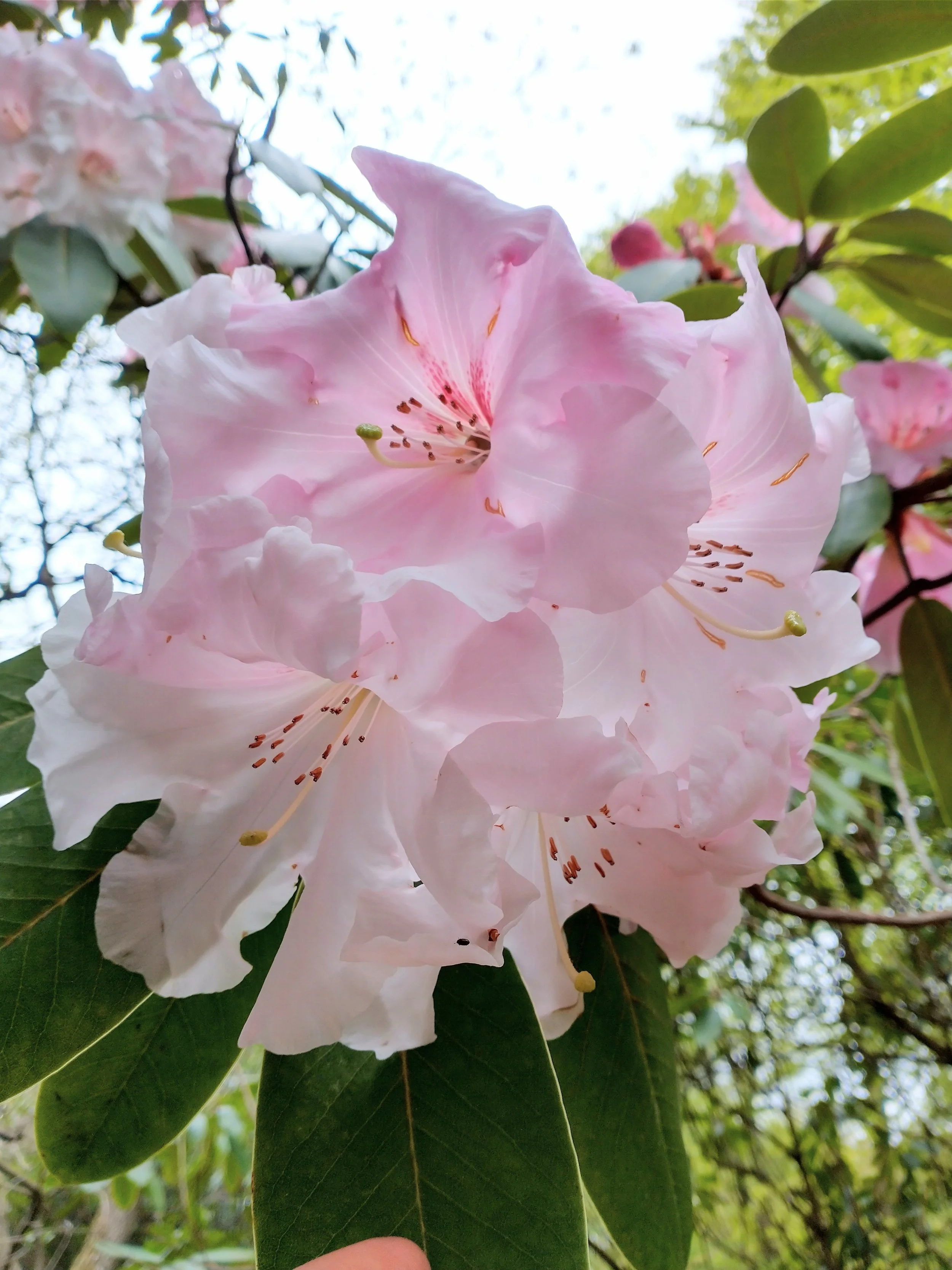 Leonardslee Gardens Celebrates the Coronation of King Charles ...
