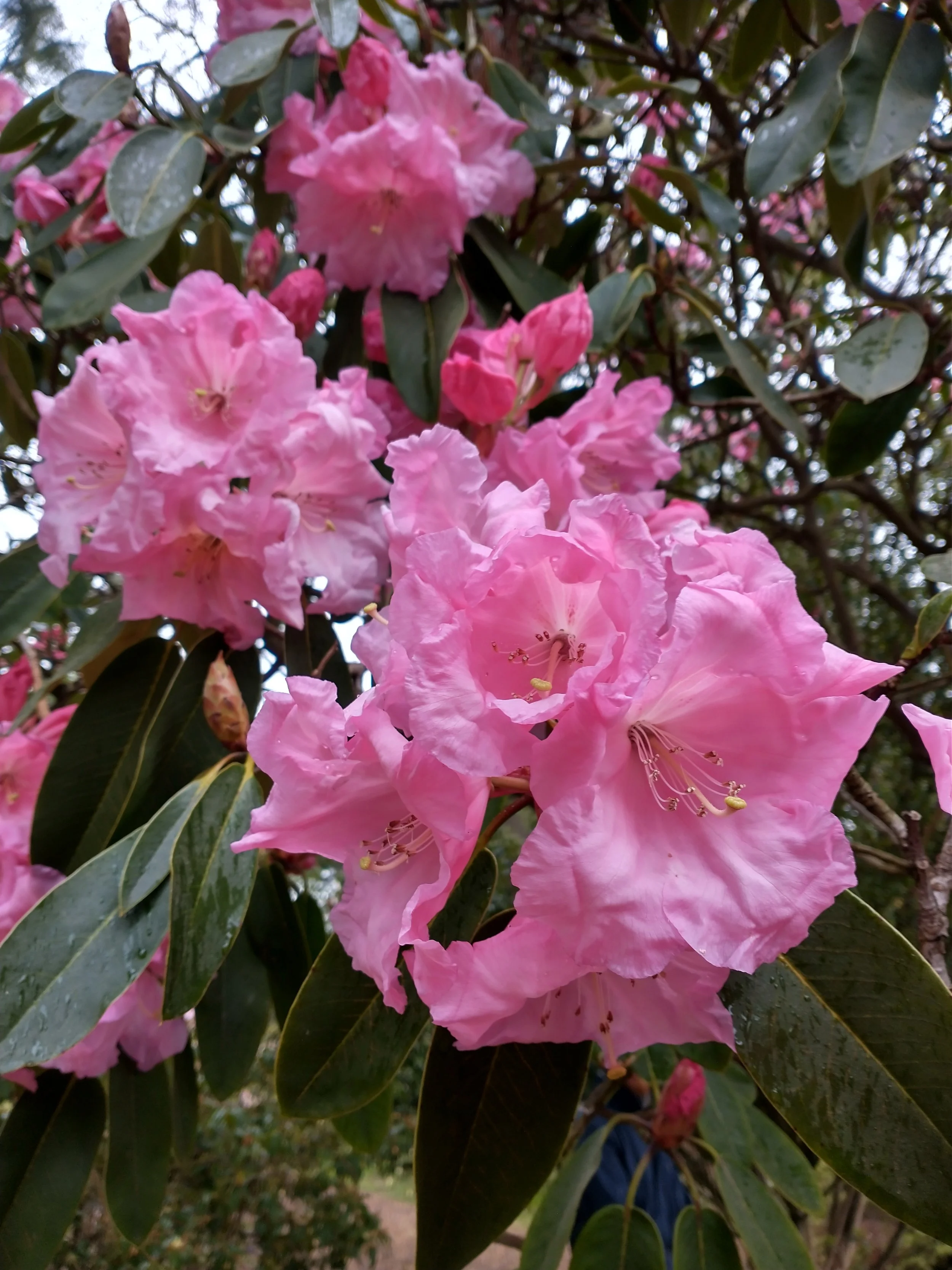 Leonardslee Gardens Celebrates the Coronation of King Charles ...