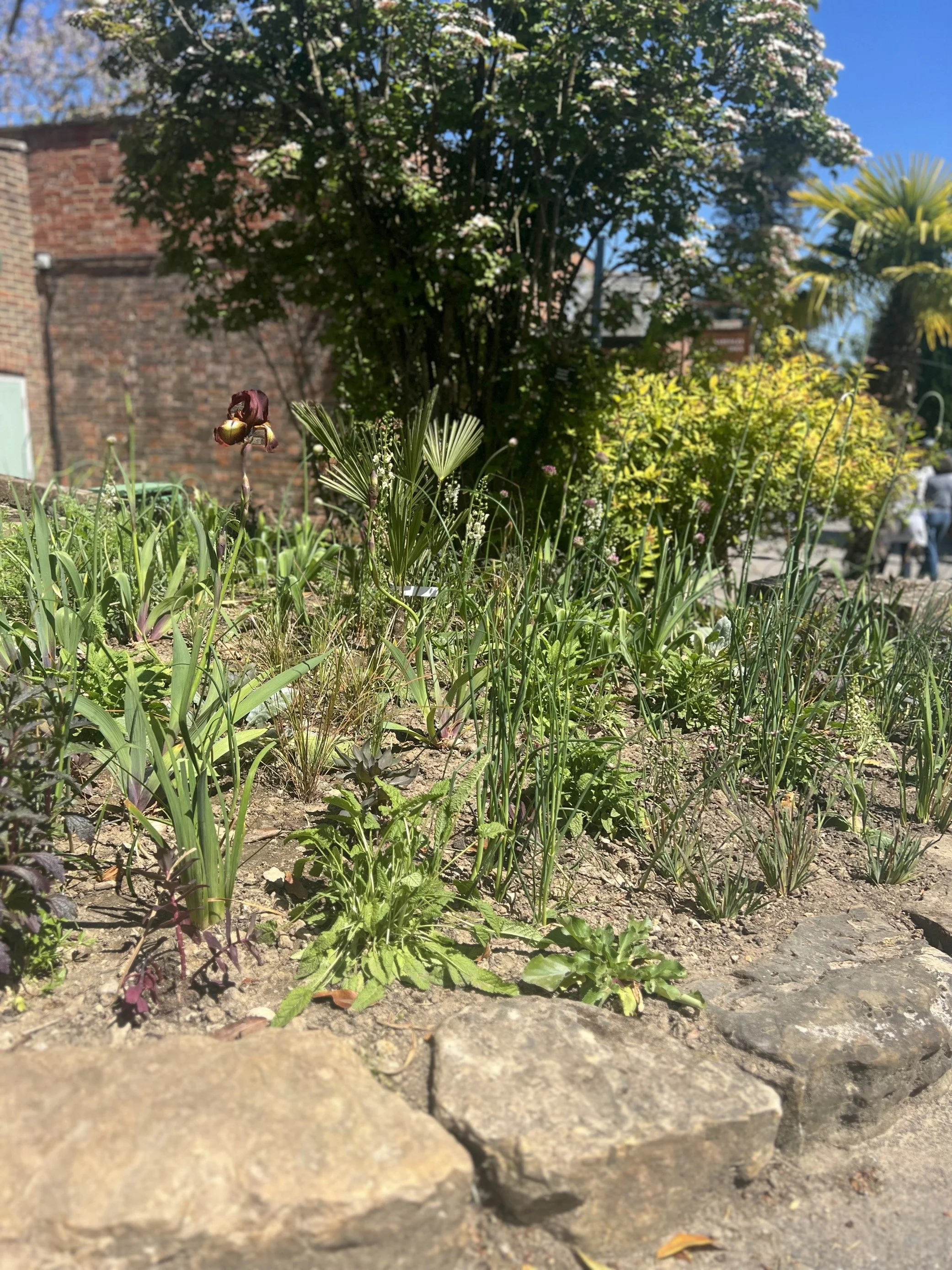 Garden News June | Leonardslee Gardens