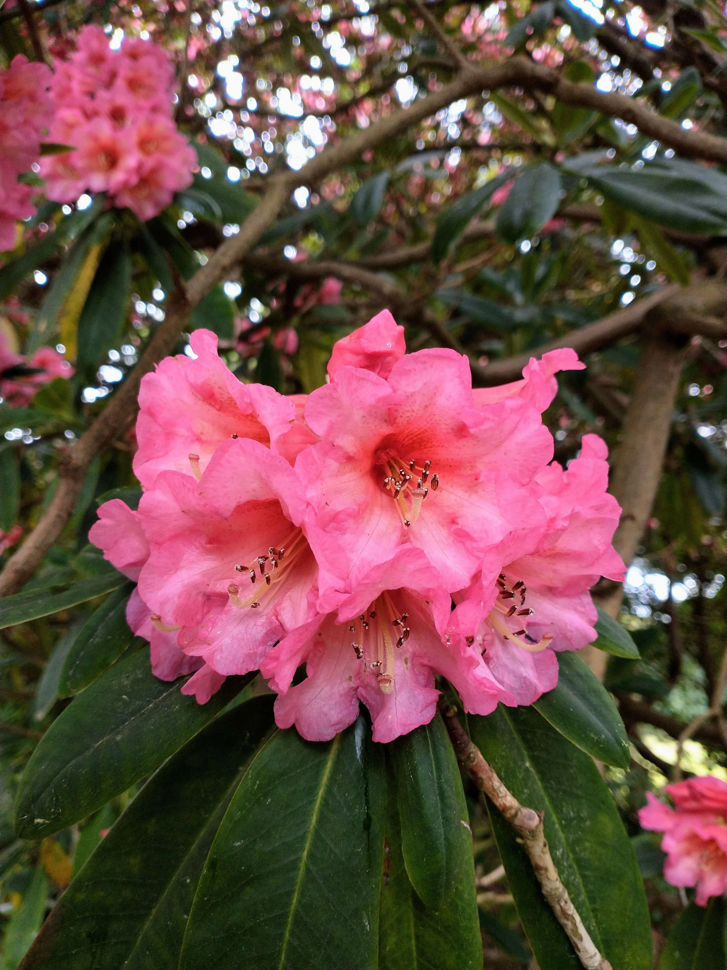 Rhododendron ’Leonardslee Shot Silk’ | Leonardslee Gardens