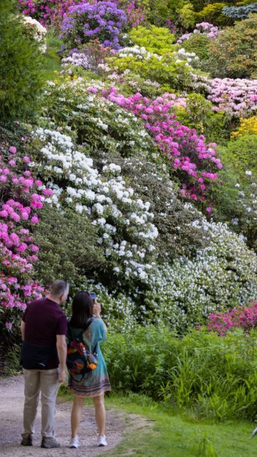 Experience Spring | Leonardslee Gardens