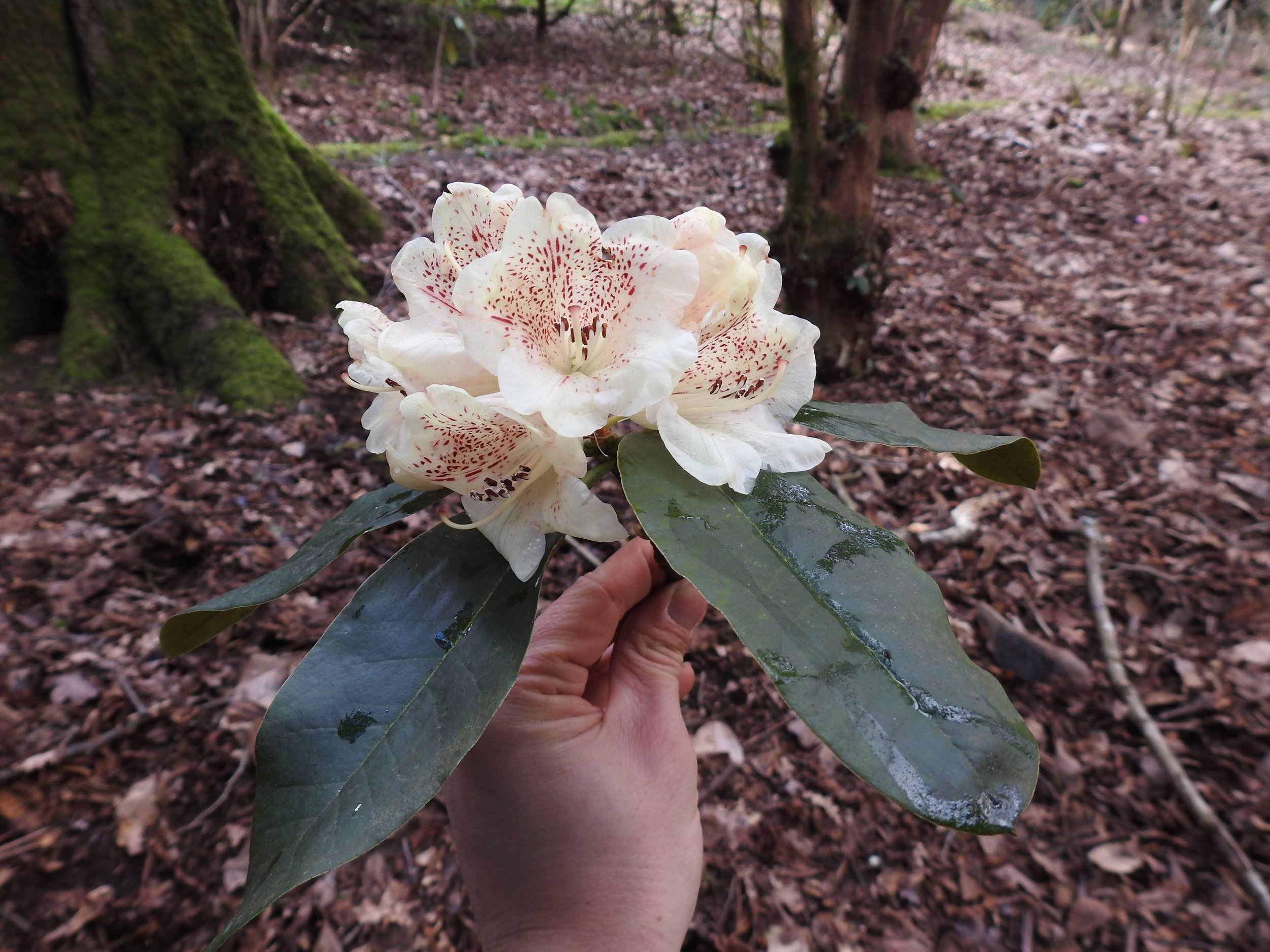 Leonardslee Wins People's Choice Award at RHS Hampton Court for Rare ...