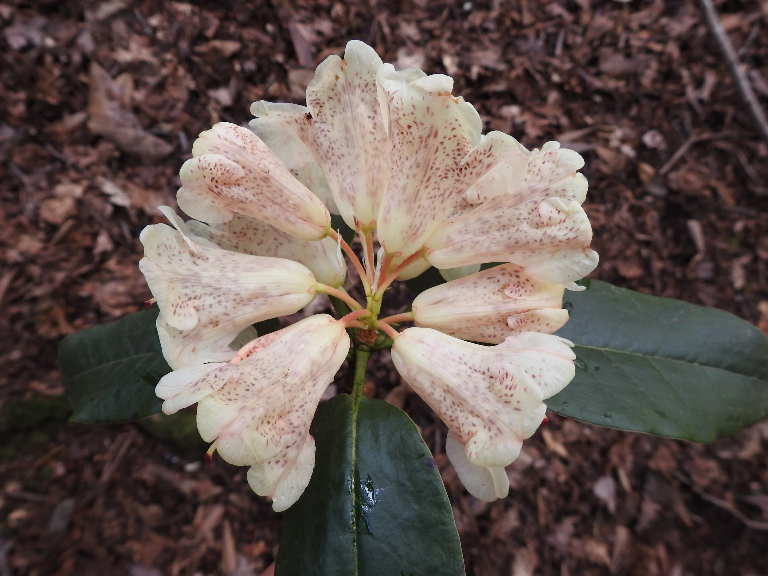 Leonardslee Wins People's Choice Award at RHS Hampton Court for Rare ...