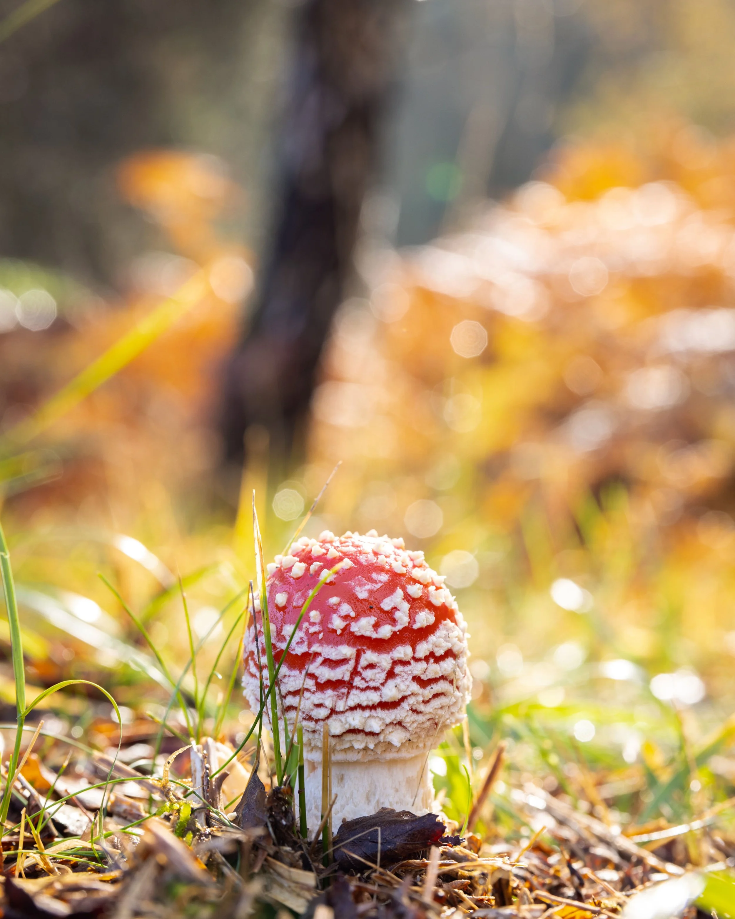 Autumn Photography Competition | Leonardslee Gardens