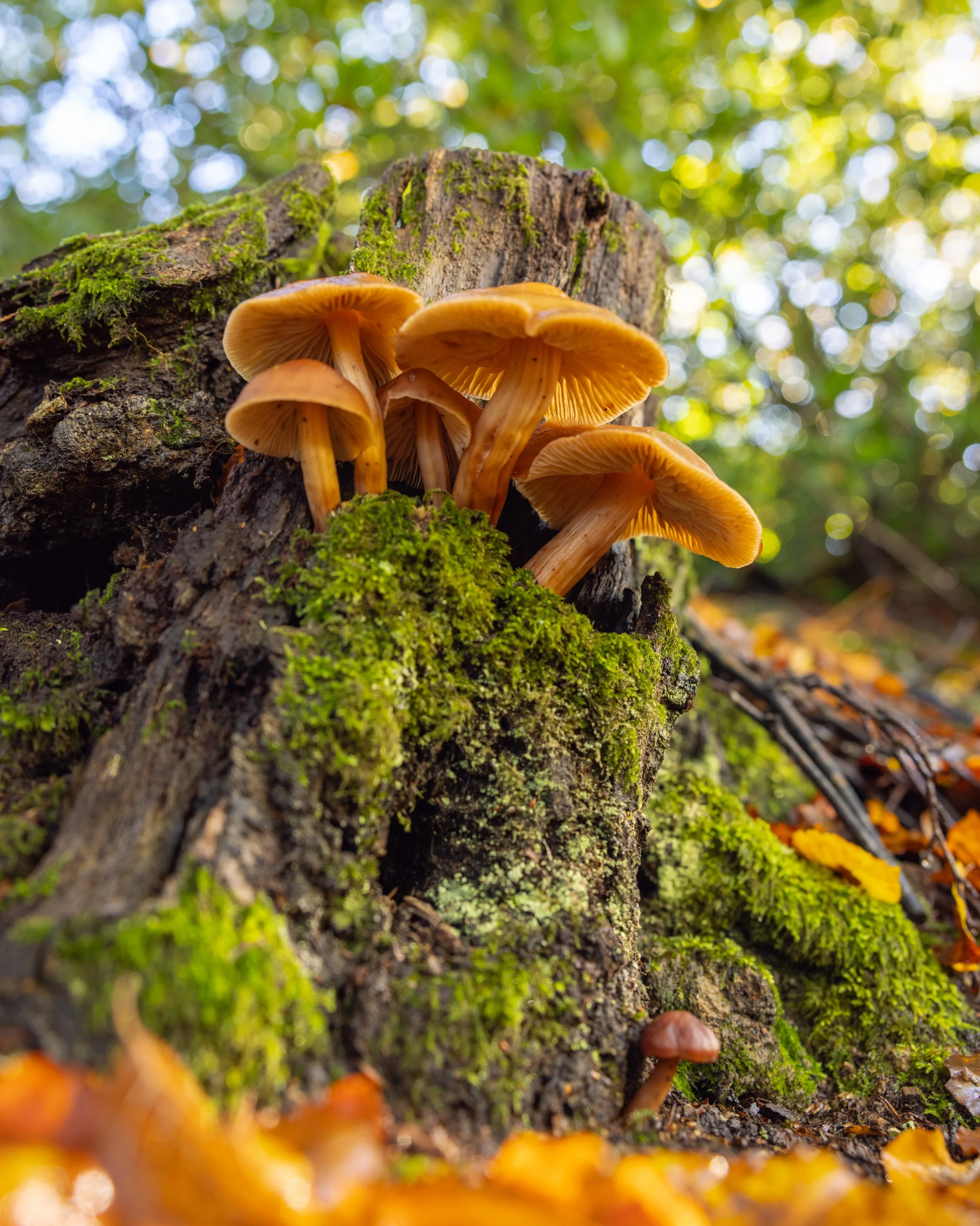 Autumn Photography Competition | Leonardslee Gardens