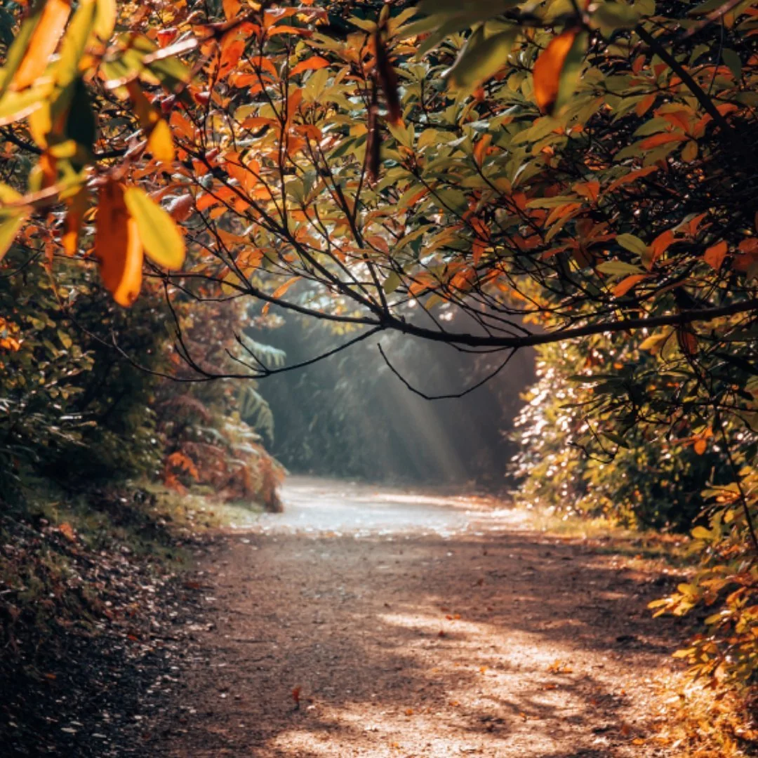 Dolls' House Museum | Leonardslee Gardens