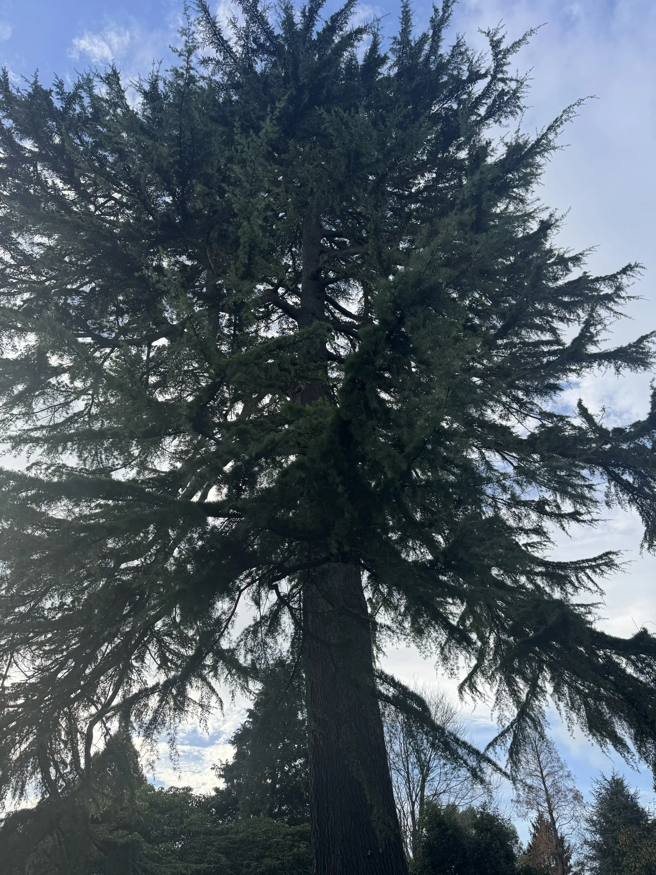 National Tree Week 2025 at Leonardslee Lakes and Gardens | Leonardslee ...