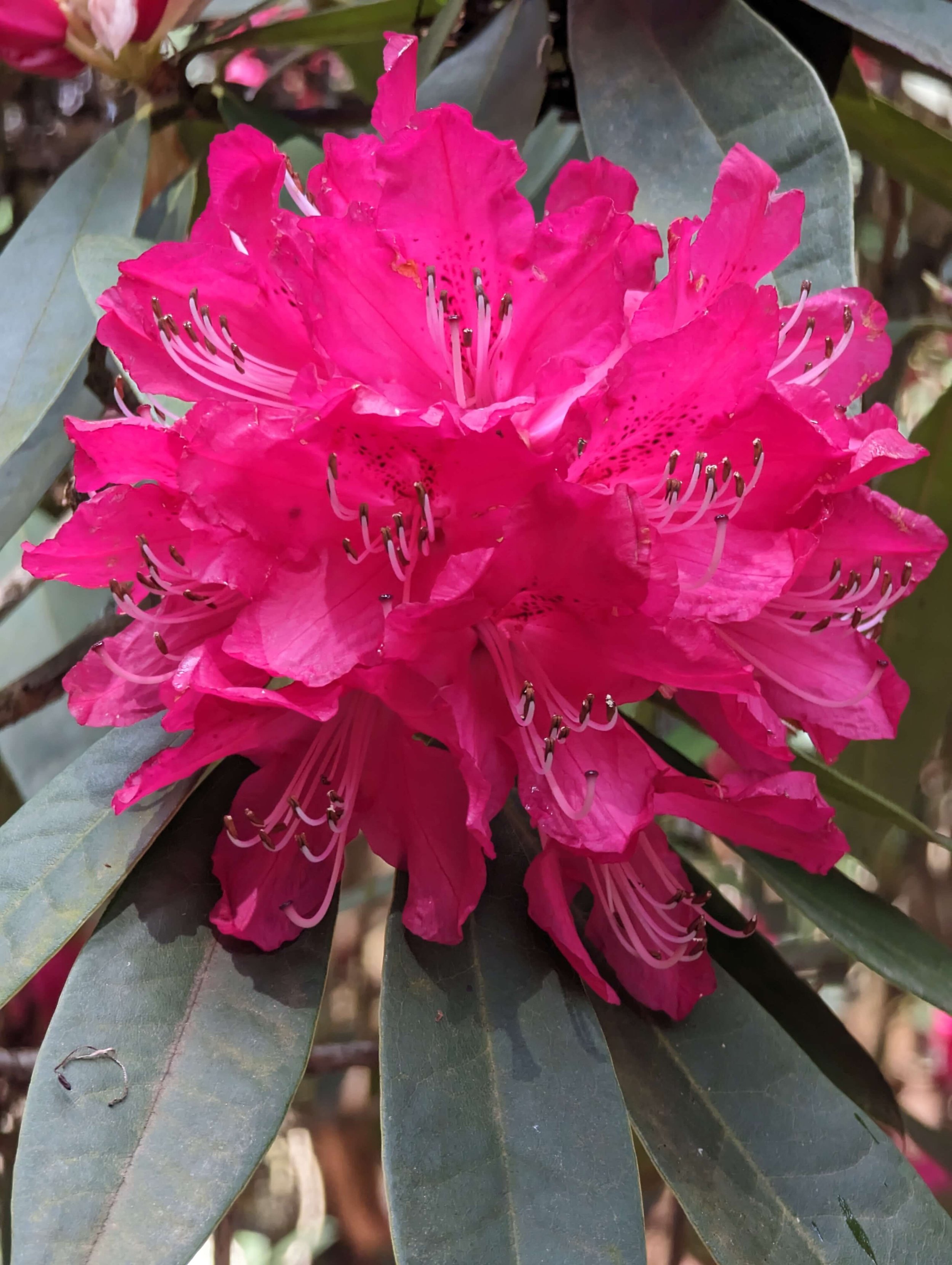 Growing Leonardslee Podcast Episode 7. Rhododendron Rhapsody: A ...