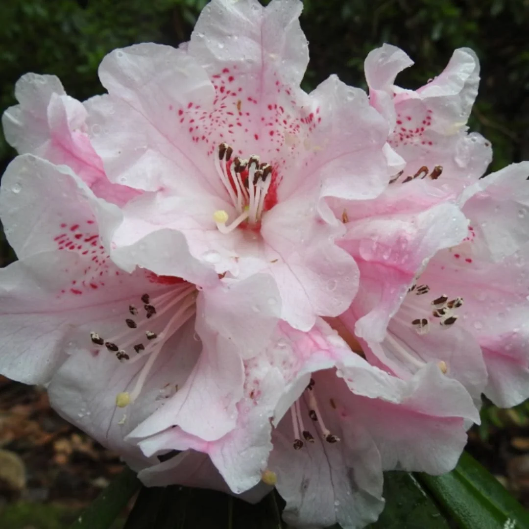 Rhododendron Celebration | Leonardslee Gardens