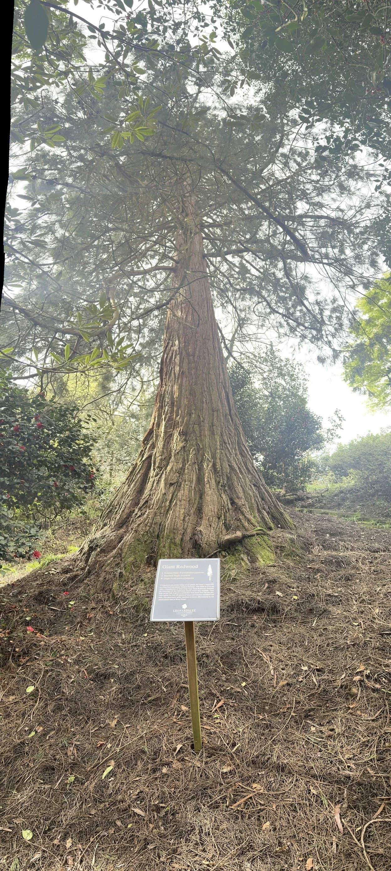 Giant Redwoods Flourishing in the UK and Leonardslee Lakes and Gardens ...