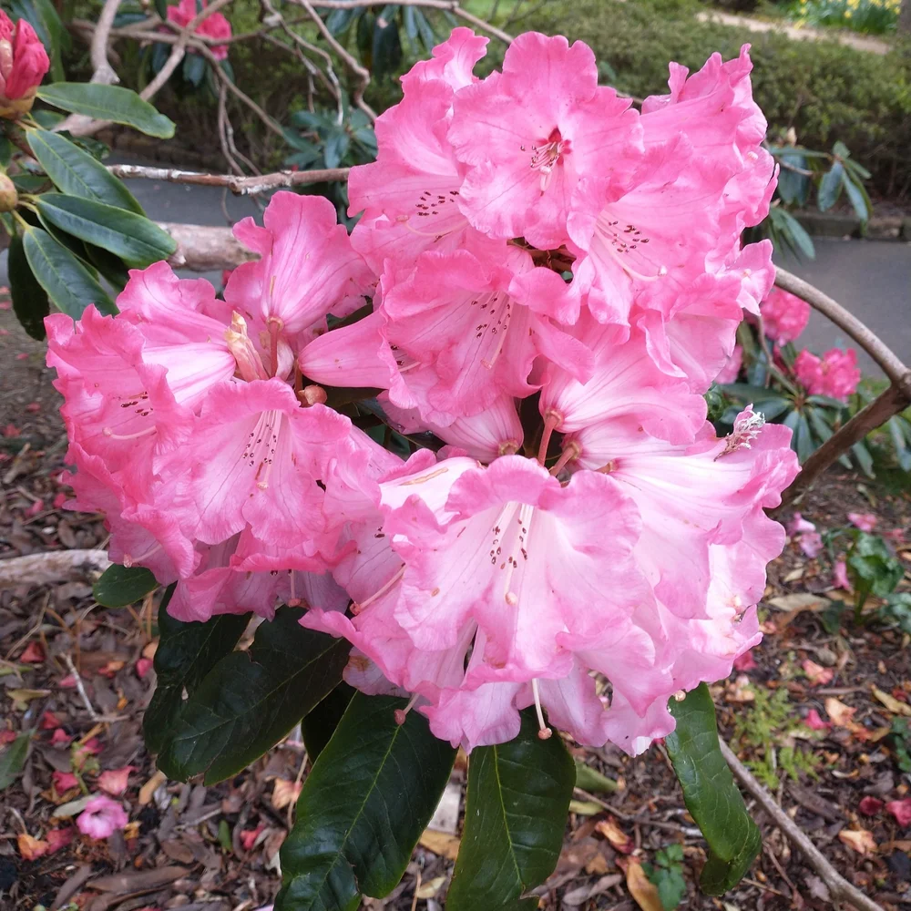 Leonardslee National Collection | Leonardslee Gardens