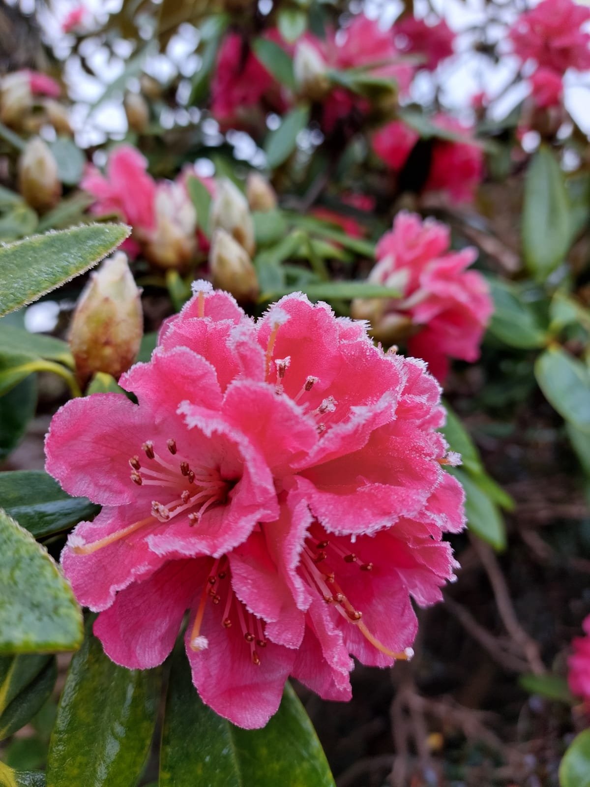 Leonardslee Winter 2022 | Leonardslee Gardens