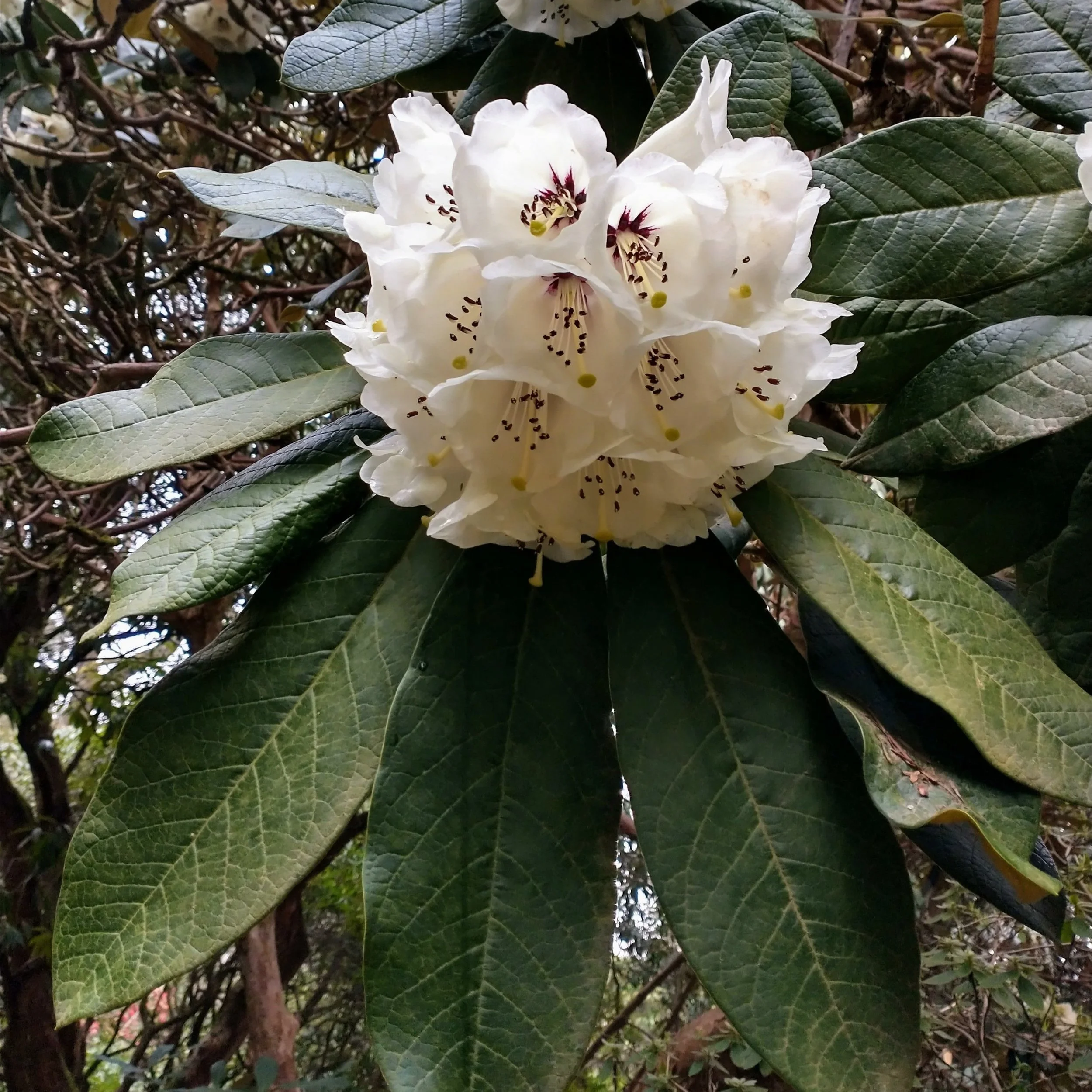 Leonardslee National Collection | Leonardslee Gardens