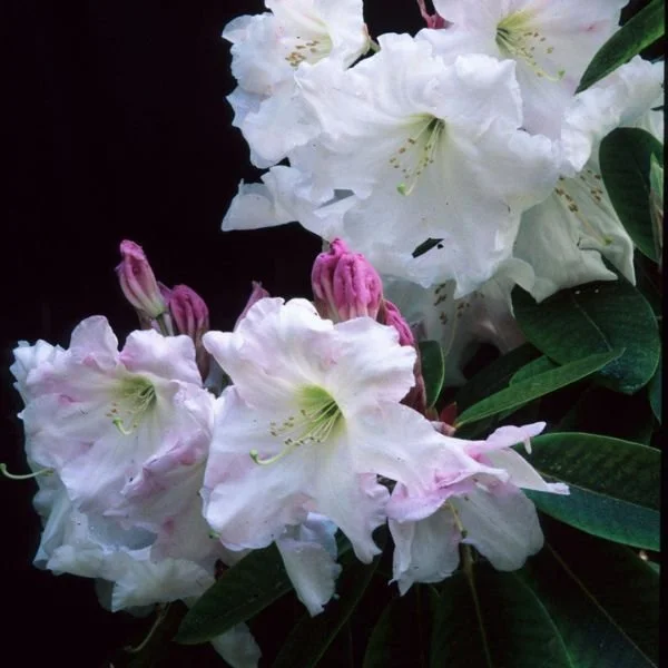 Spring Display of Rhododendrons | Leonardslee Gardens