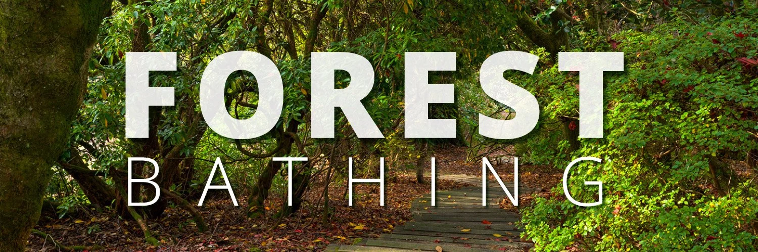 Winter forest Bathing | Leonardslee Gardens