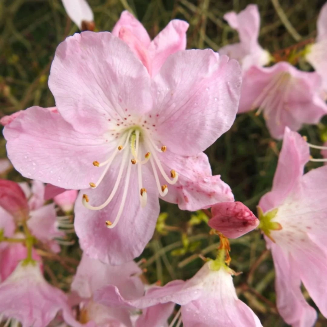 Rhododendron Celebration | Leonardslee Gardens