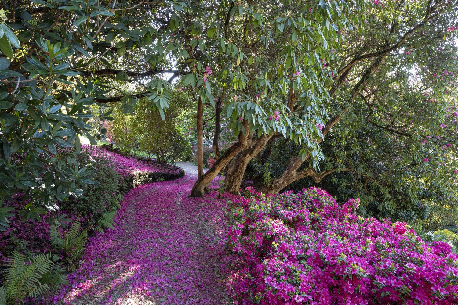 Experience Spring | Leonardslee Gardens