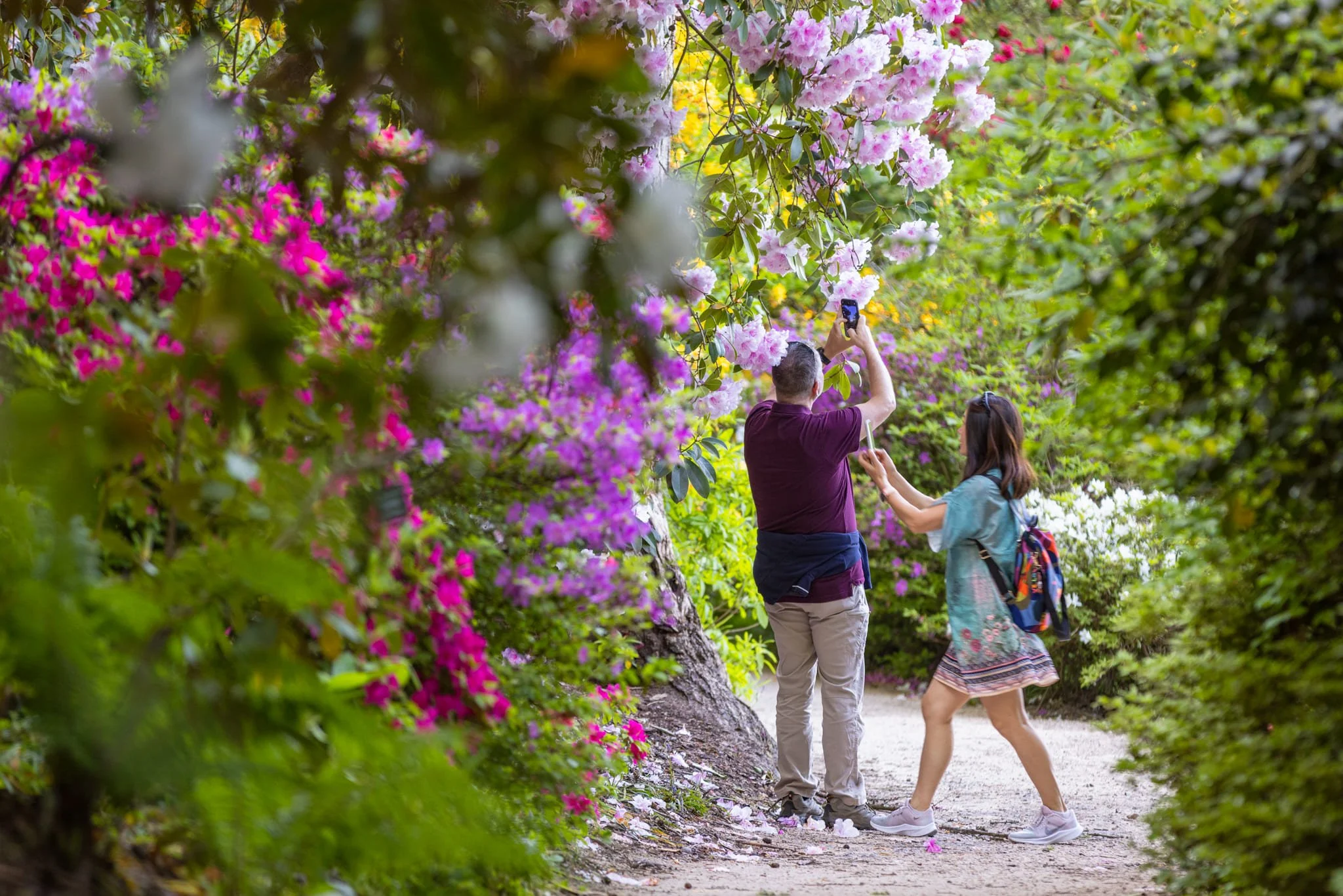 Lakes & Gardens | Leonardslee Gardens