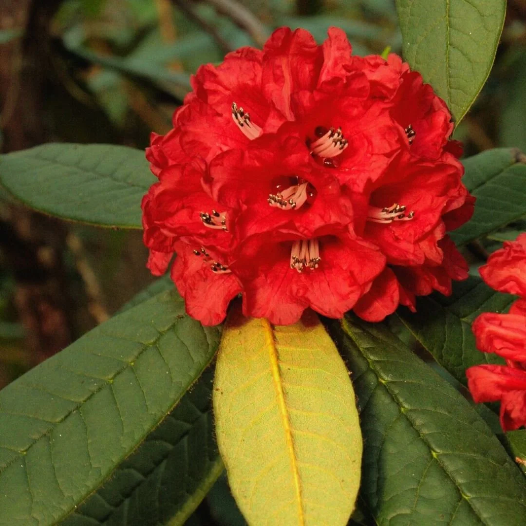 Rhododendron Celebration | Leonardslee Gardens
